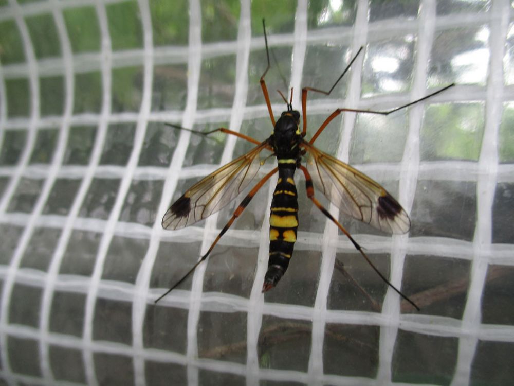 Schnake Foto & Bild | insekten, natur, tiere Bilder auf fotocommunity