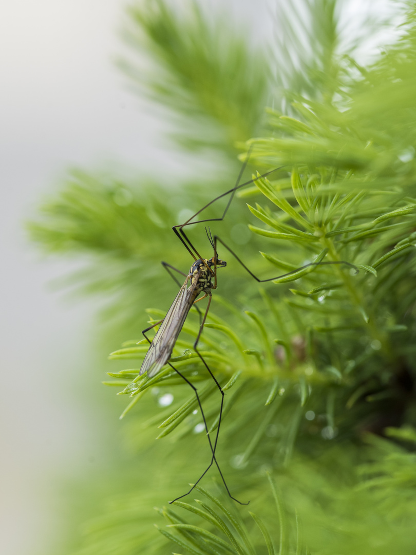Schnake Foto & Bild | fotos, natur, insekten Bilder auf fotocommunity