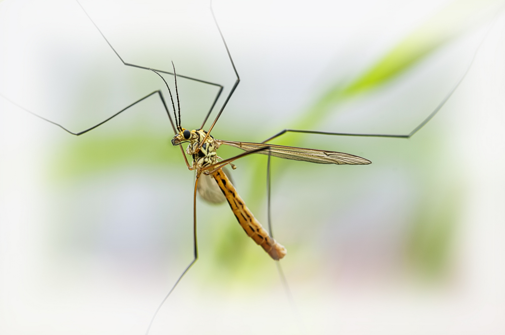 schnake Foto & Bild | tiere, wildlife, insekten Bilder auf fotocommunity