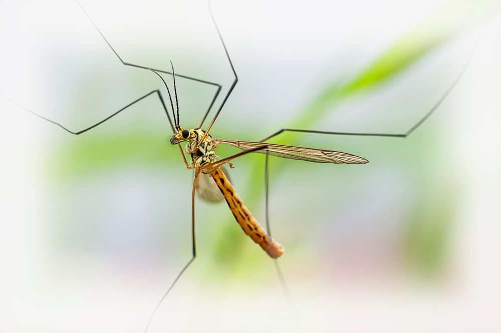 schnake Foto & Bild | tiere, wildlife, insekten Bilder auf fotocommunity