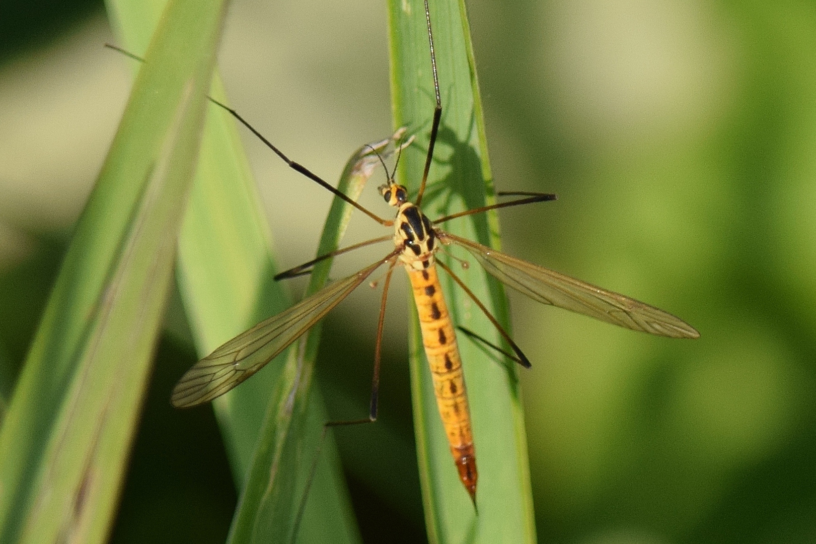 Schnake Foto & Bild | tiere, insekten, liebelle Bilder auf fotocommunity