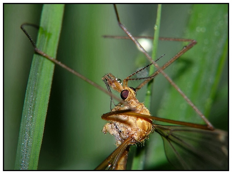Schnake Foto & Bild | tiere, wildlife, insekten Bilder auf fotocommunity