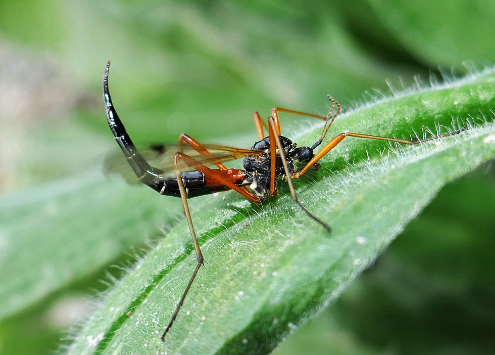 Schnake Foto & Bild | tiere, wildlife, insekten Bilder auf fotocommunity