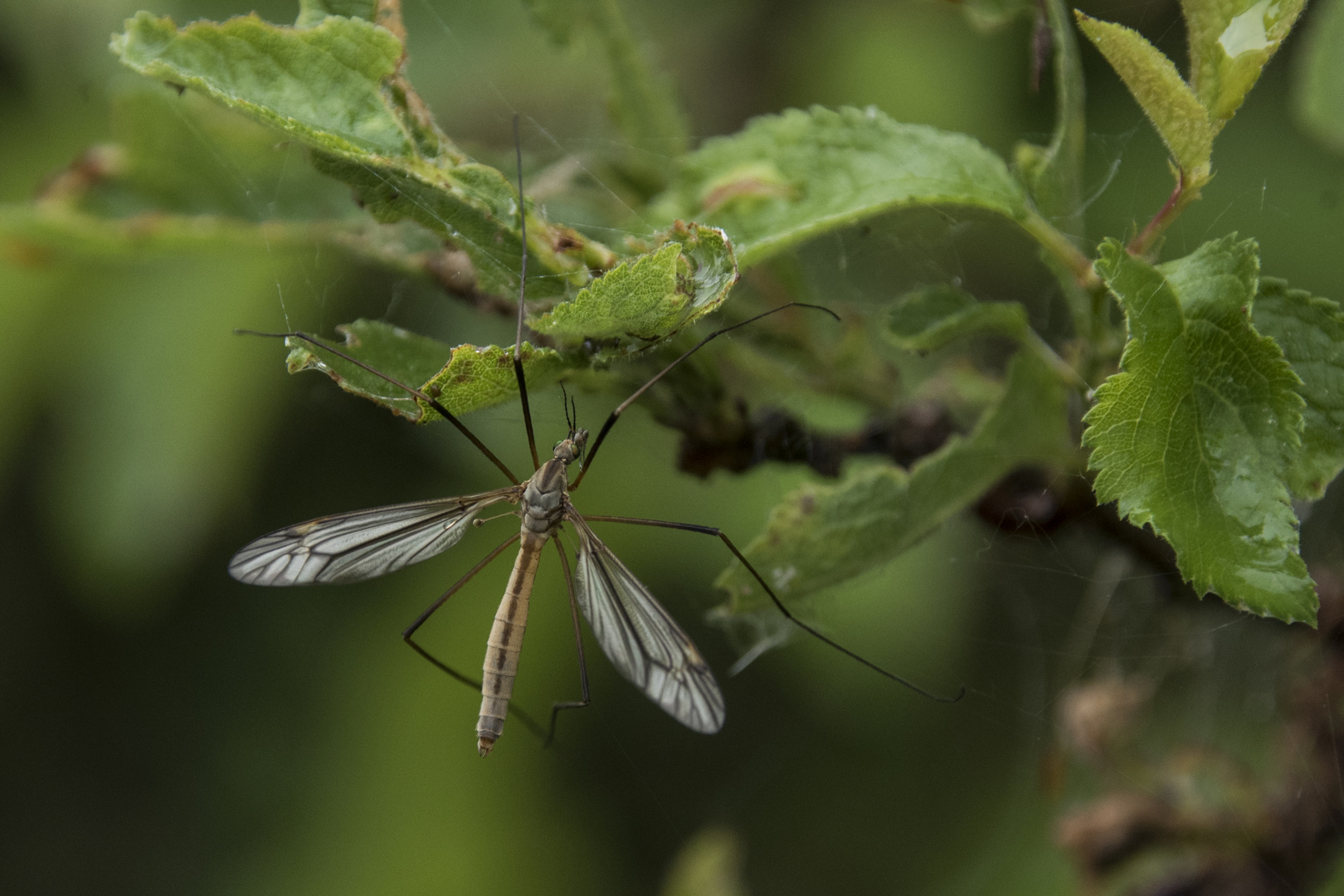Schnake Foto & Bild | fotos, natur, insekten Bilder auf fotocommunity