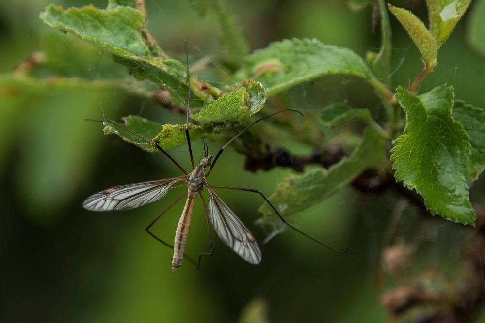 Schnake Foto & Bild | fotos, natur, insekten Bilder auf fotocommunity