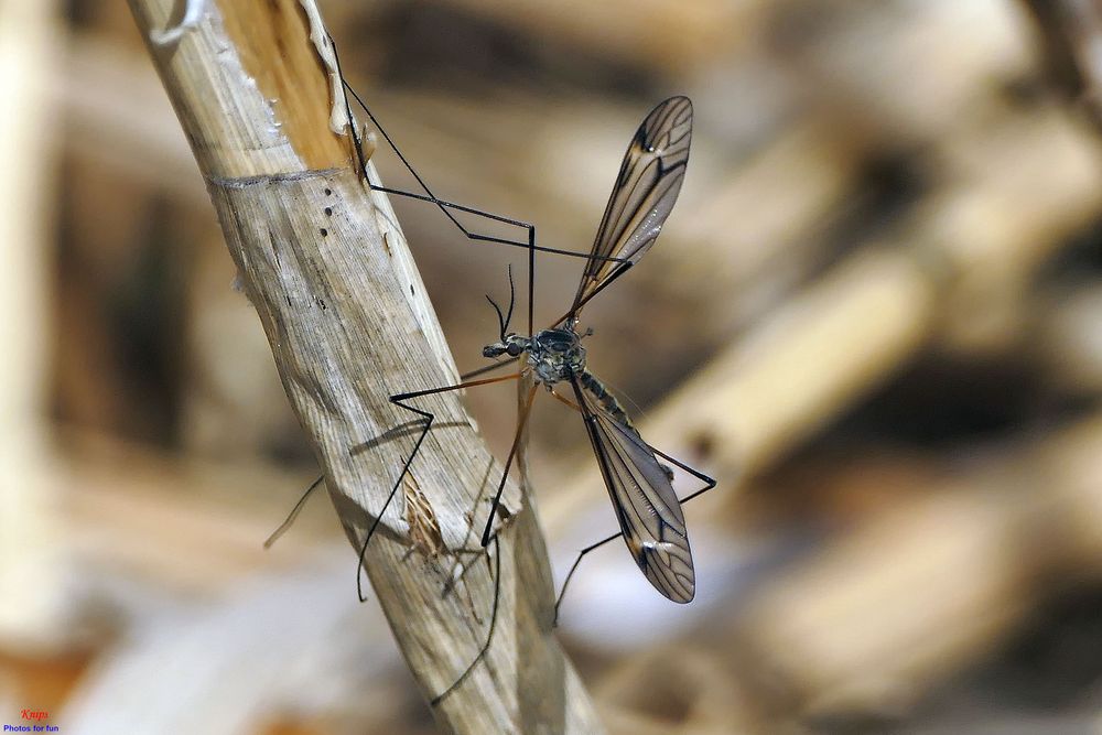 Schnake Foto & Bild | tiere, wildlife, insekten Bilder auf fotocommunity