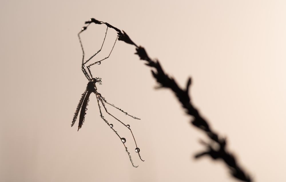 schnake__________________ Foto & Bild | tiere, wildlife, insekten ...