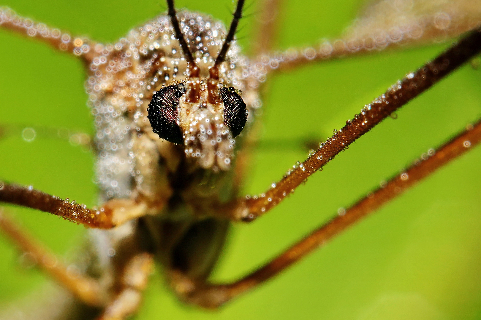 Schnake frontal Foto & Bild | makro, wiese, natur Bilder auf fotocommunity