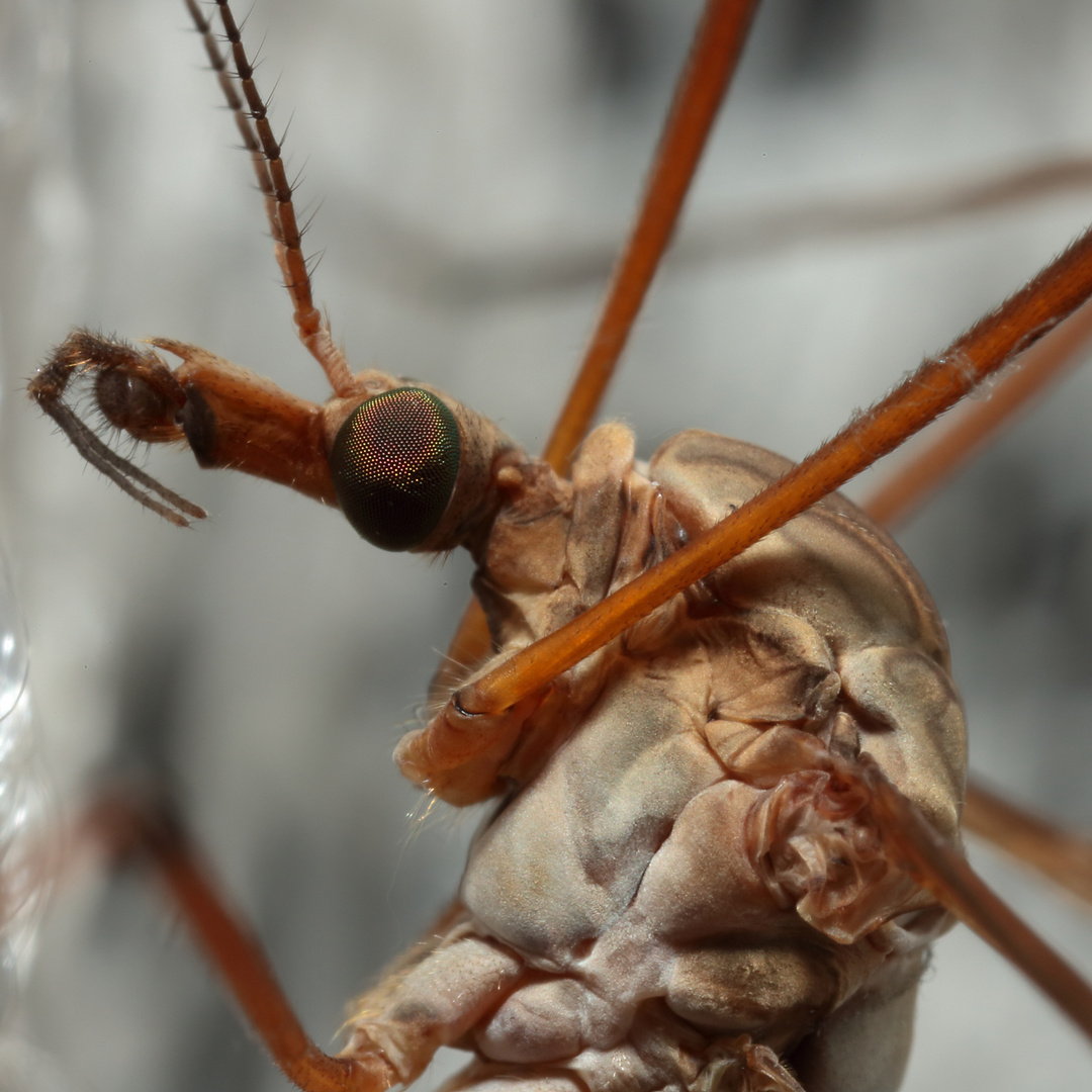 Schnake (II) Foto & Bild | tiere, wildlife, insekten Bilder auf ...