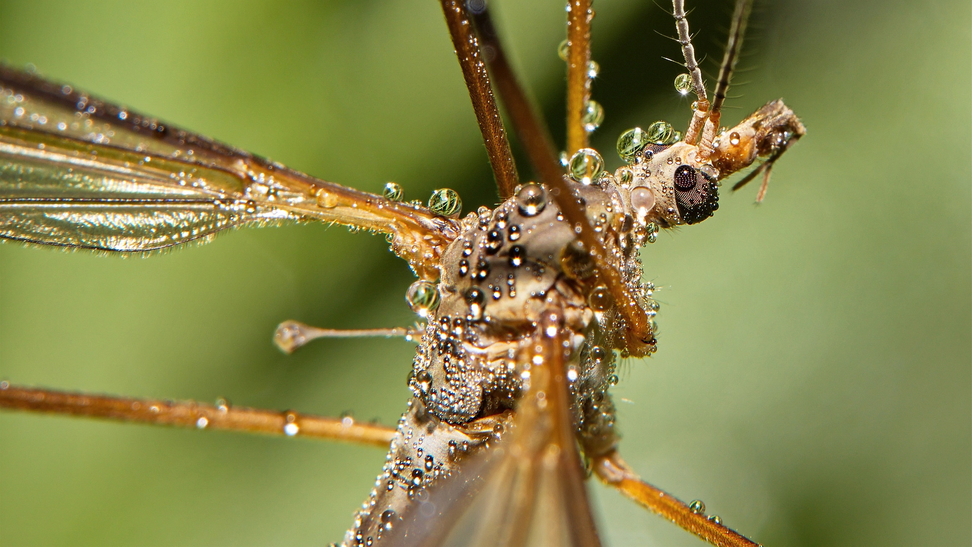 Schnake im Morgentau Foto & Bild | sommer, makro, wiese Bilder auf ...