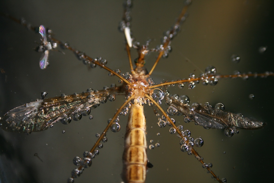 schnake INsekt Foto & Bild | tiere, natur Bilder auf fotocommunity