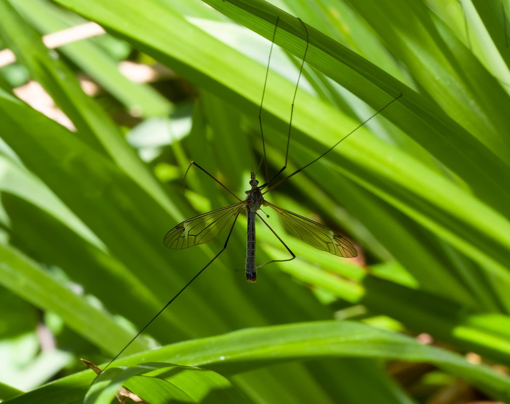 Schnake (m) Foto & Bild | fotos, spezial, natur Bilder auf fotocommunity
