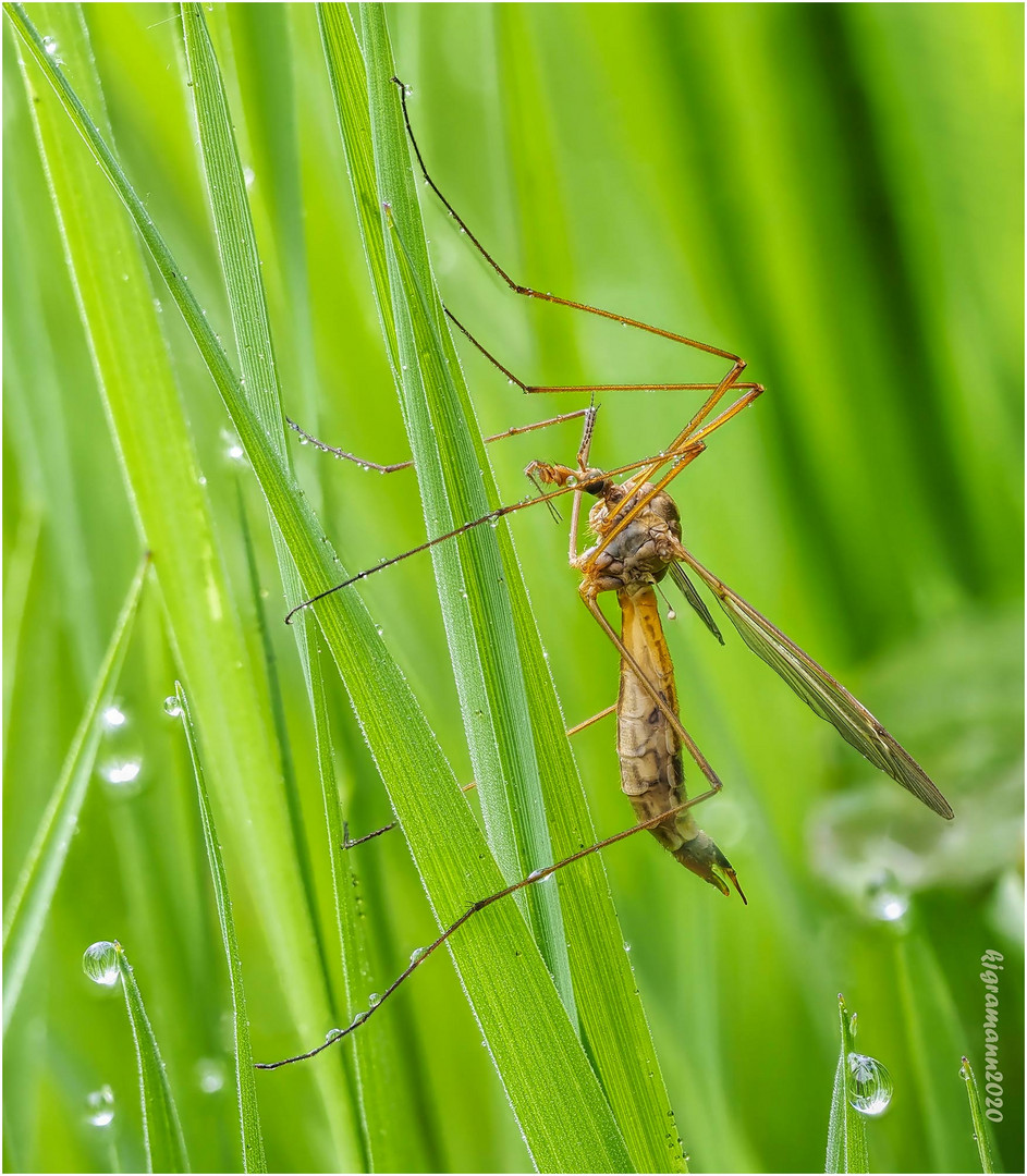 schnake (tipula sp.).... Foto & Bild | frühling, natur, landschaft ...