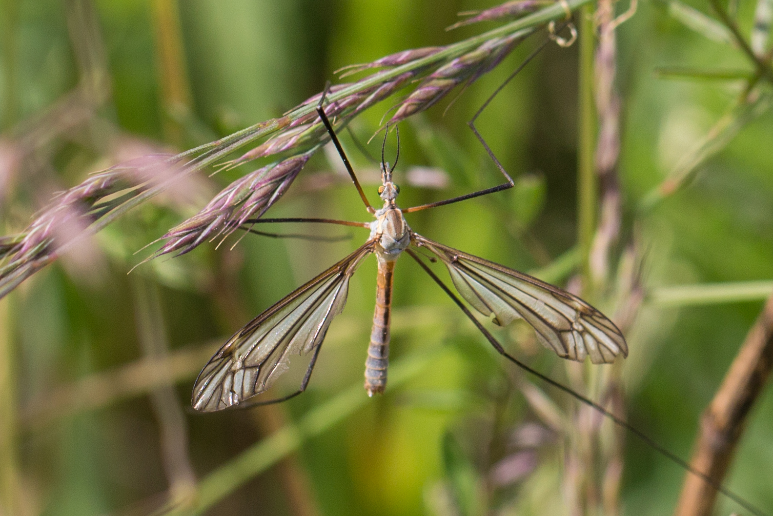 Schnake (Tipula sp.) Foto & Bild | tiere, wildlife, insekten Bilder auf ...
