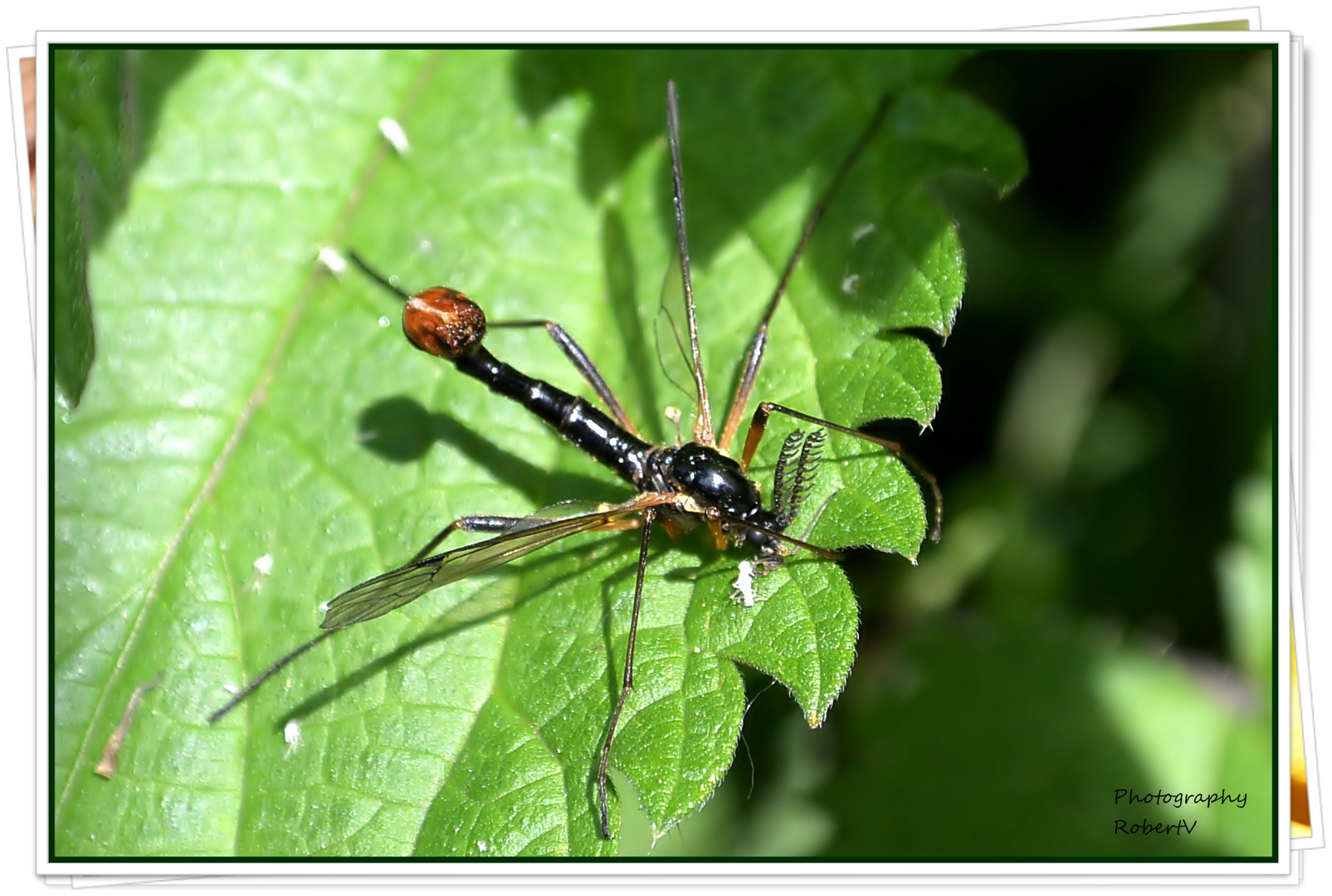 Schnake- Wespe ? Foto & Bild | tiere, wildlife, insekten Bilder auf ...