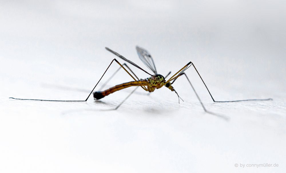 Schnaken-Schnack Foto & Bild | tiere, wildlife, insekten Bilder auf ...