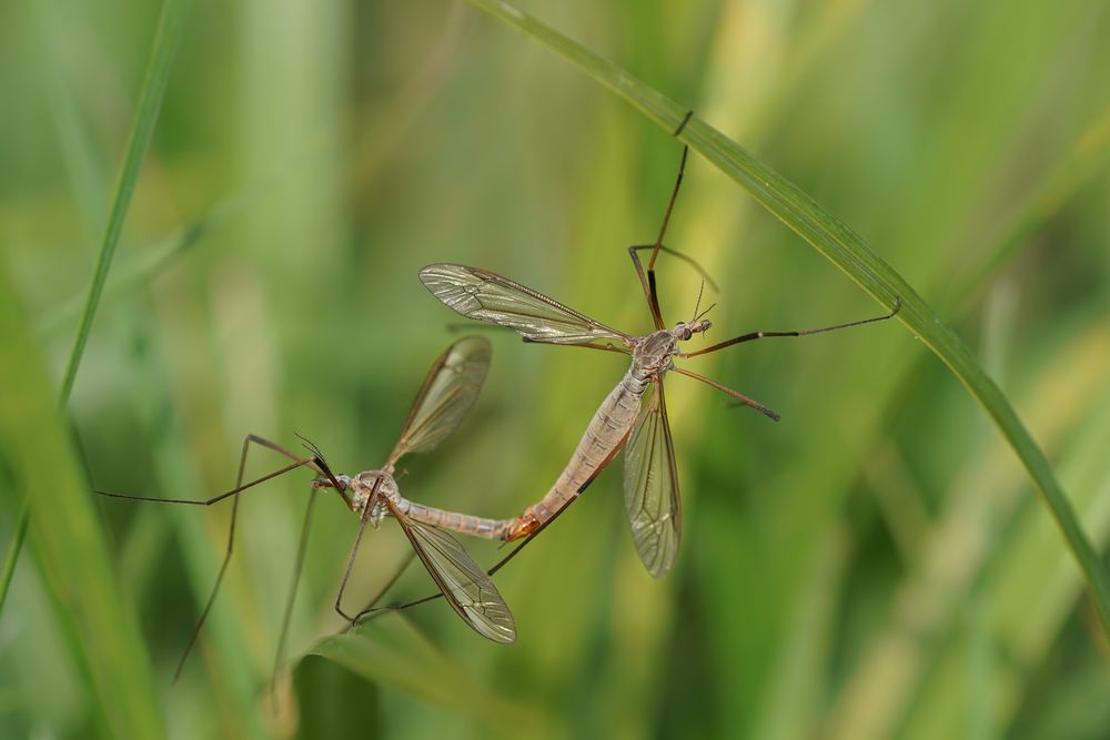 Schnaken Tantra Foto & Bild | tiere, wildlife, insekten Bilder auf ...