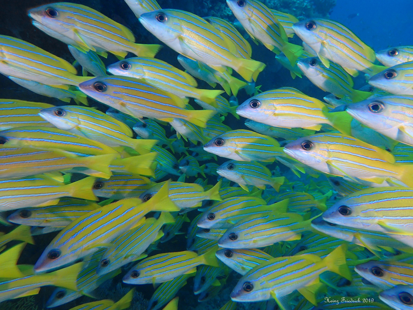 Schnapper nah Foto & Bild | tiere, wildlife, fische Bilder auf ...