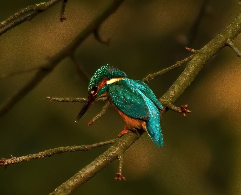 Schnappi Foto & Bild | tiere, wildlife, wild lebende vögel Bilder auf ...
