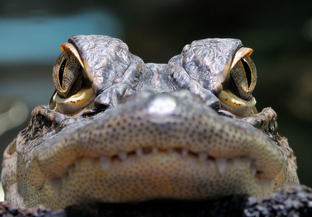 Schnappi Foto & Bild | makro, natur, zoo Bilder auf fotocommunity