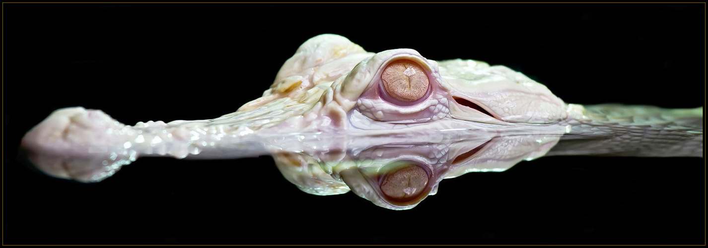 Schnappi Foto & Bild | tiere, zoo, wildpark & falknerei, amphibien ...