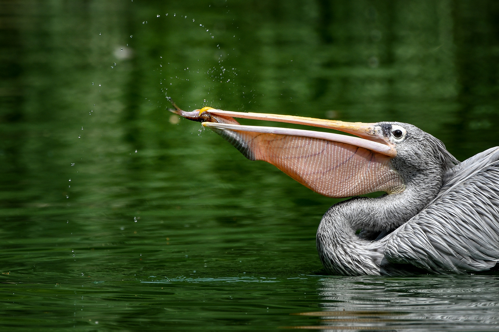 Schnappi Foto & Bild | deutschland, europe, nordrhein- westfalen Bilder ...