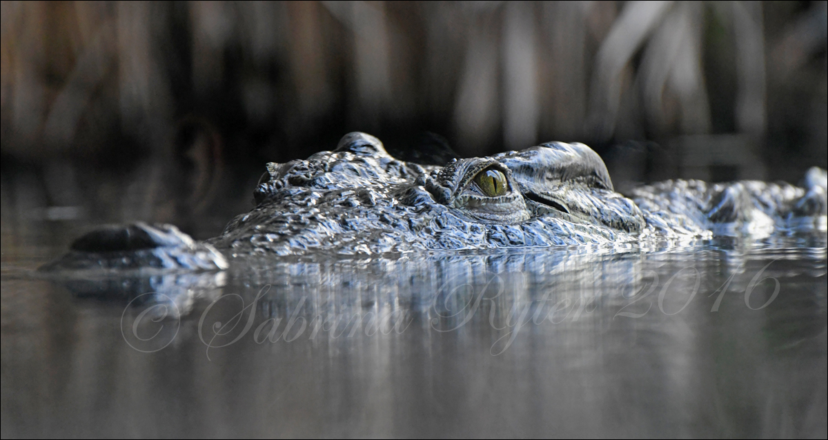 Schnappi Foto & Bild | raubtiere, natur, tier Bilder auf fotocommunity