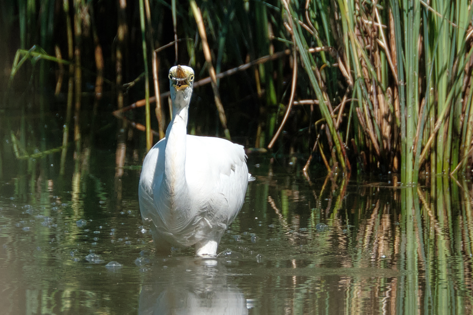 schnappi schnappi weg ist der Fisch .... Foto & Bild | natur ...