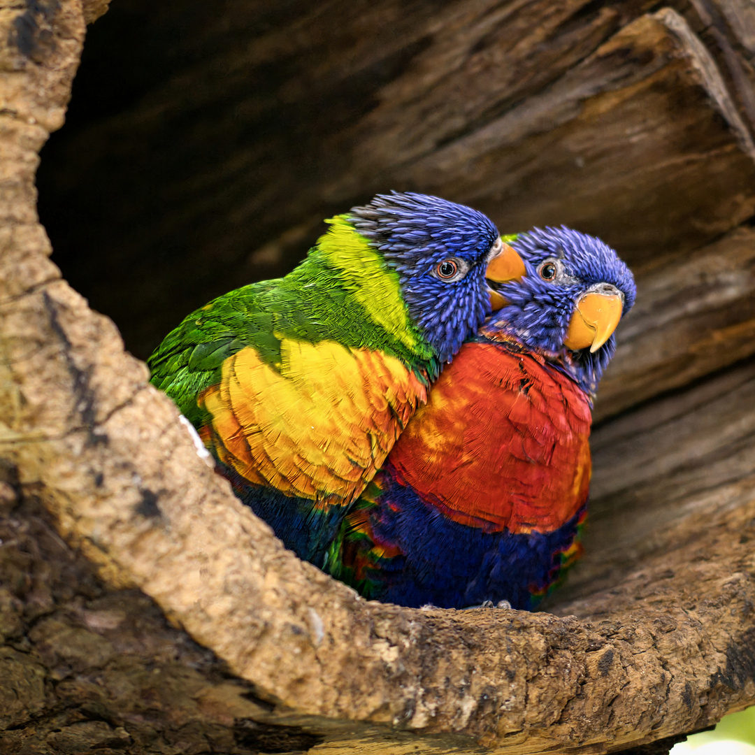 Schnappschuss der Zweisamkeit Foto & Bild | natur, zoo, tiere Bilder ...