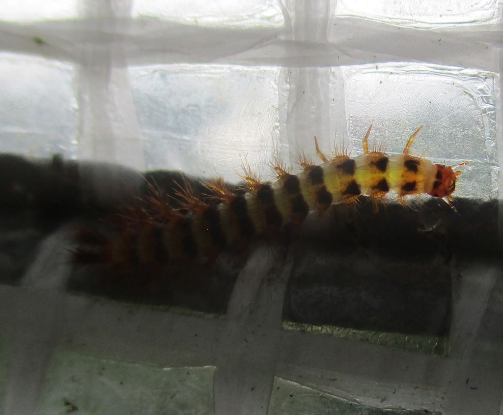 Schneckenhaus Laufkäfer Larfe- Drilini Foto & Bild | insekten, natur ...