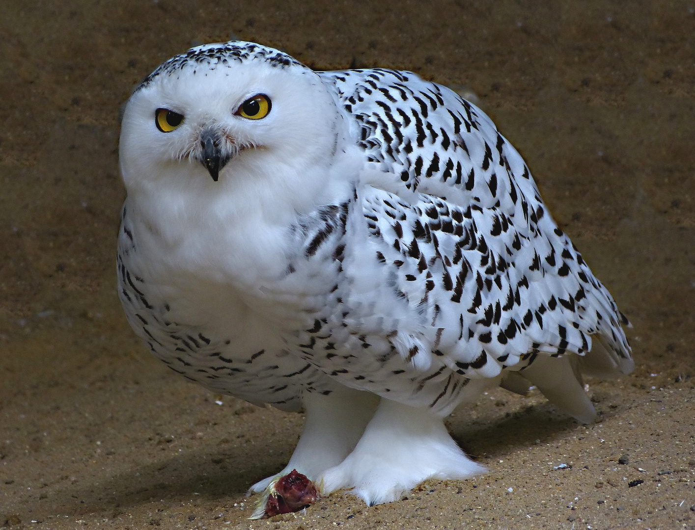 Schnee-Eule Foto & Bild | tiere, natur Bilder auf fotocommunity