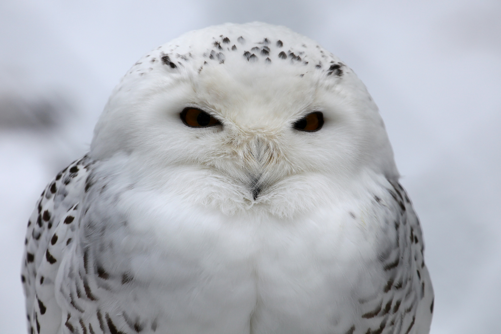 Schnee-Eule Foto & Bild | tiere, zoo, wildpark & falknerei, vögel ...