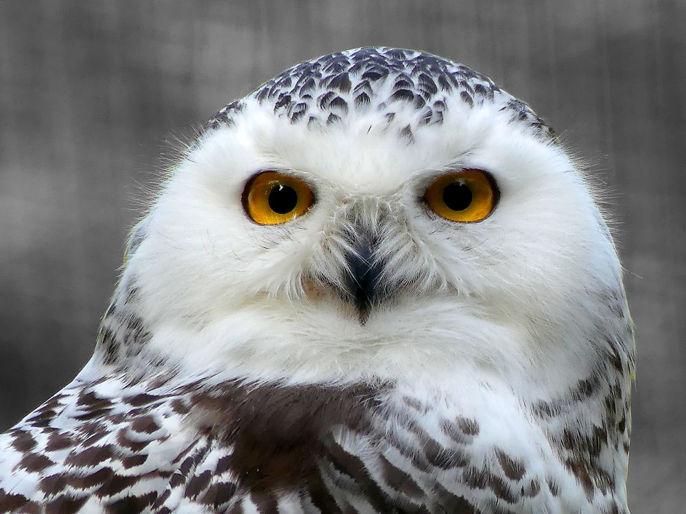 Schnee Eule 2 Foto & Bild | tiere, zoo, wildpark & falknerei, vögel ...