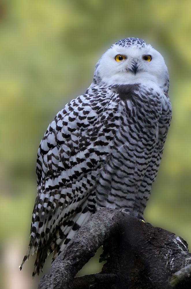 Schnee Eule 4 Foto & Bild | nikon, natur, zoo Bilder auf fotocommunity