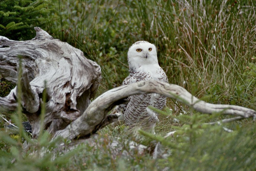 Schnee-Eule Foto & Bild | birds, natur Bilder auf fotocommunity