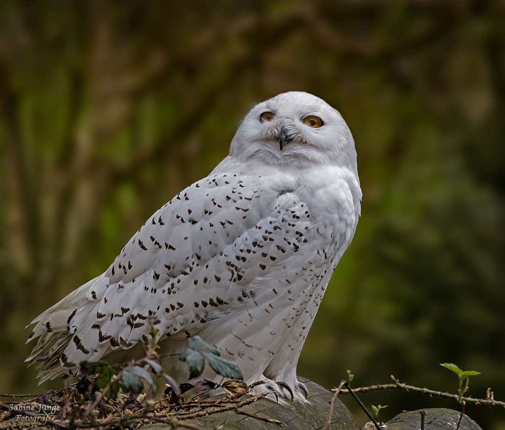 Schnee-Eule Foto & Bild | natur, eule, zoo Bilder auf fotocommunity