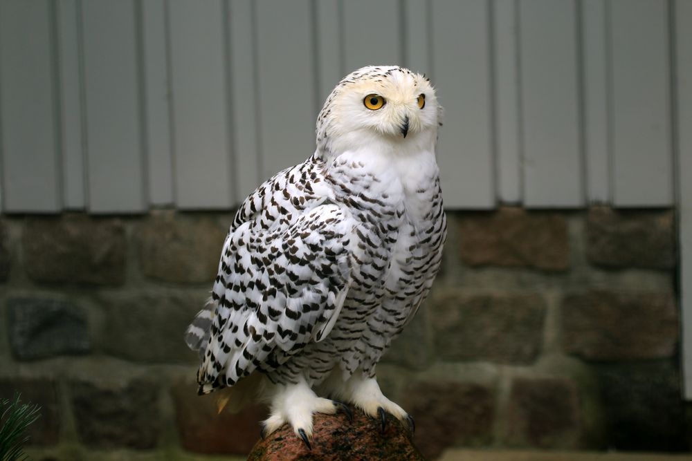 Schnee Eule Foto & Bild | tiere, zoo, wildpark & falknerei, vögel ...
