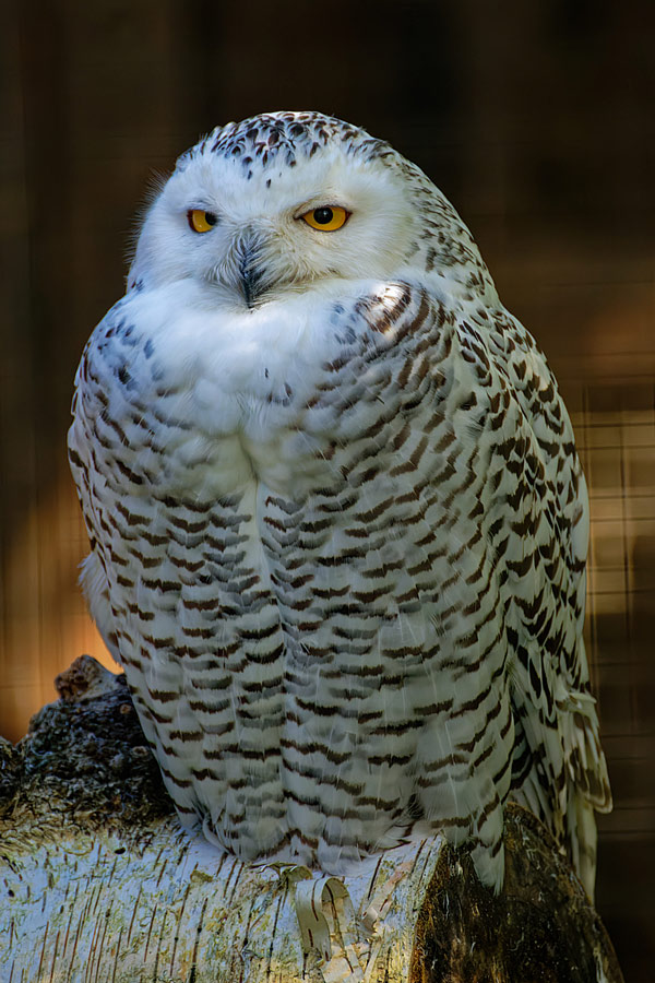 SCHNEE-EULE Foto & Bild | tiere, zoo, wildpark & falknerei, vögel ...