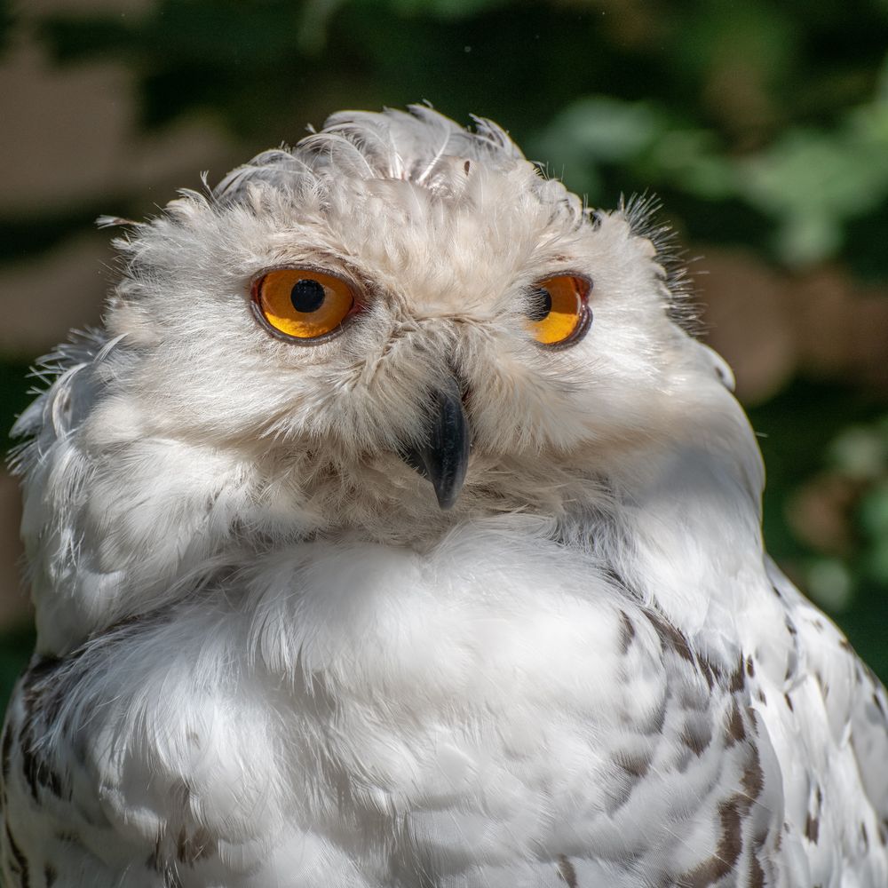 Schnee Eule Foto & Bild | natur, zoo, tiere Bilder auf fotocommunity