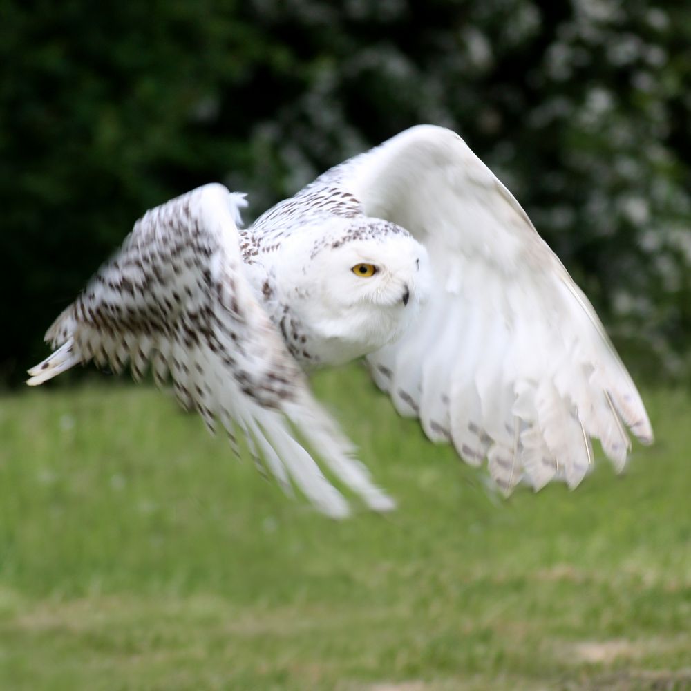 Schnee-Eule im Flug Foto & Bild | tiere, wildlife, wild lebende vögel ...