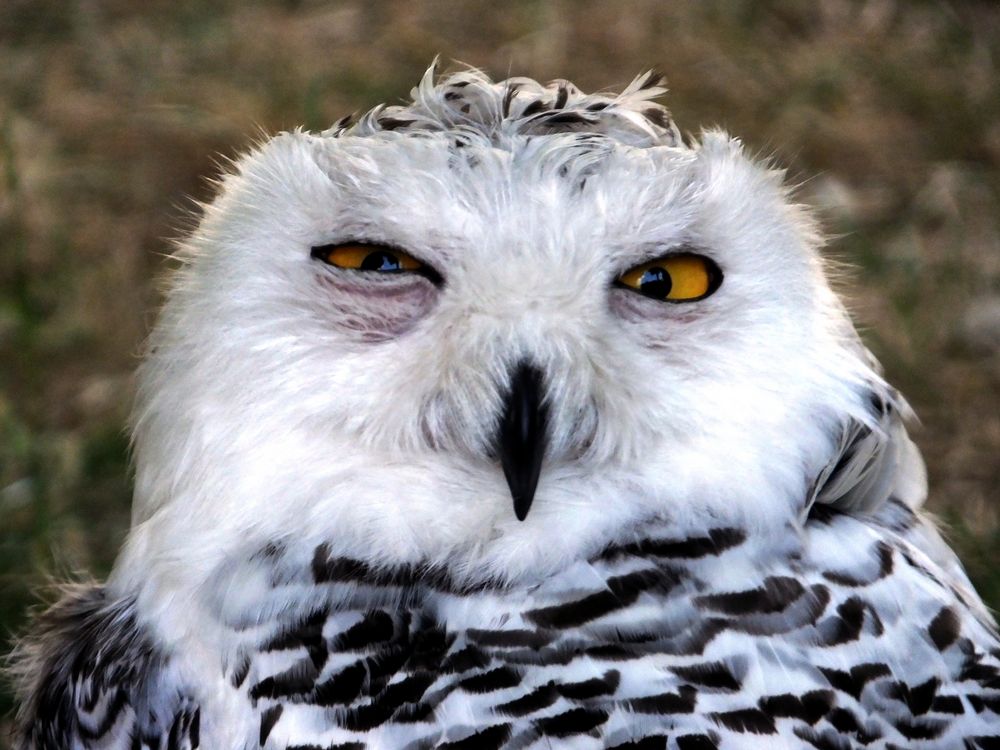 Schnee Eule mit Foto & Bild | natur, portrait, vogel Bilder auf ...