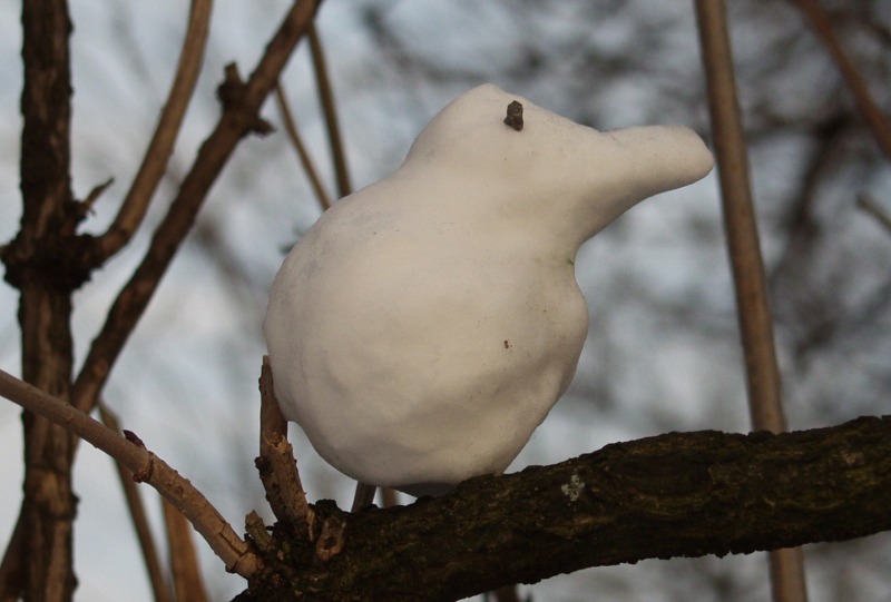 Schnee-Fogi... Foto & Bild | tiere, wildlife, wild lebende vögel Bilder ...