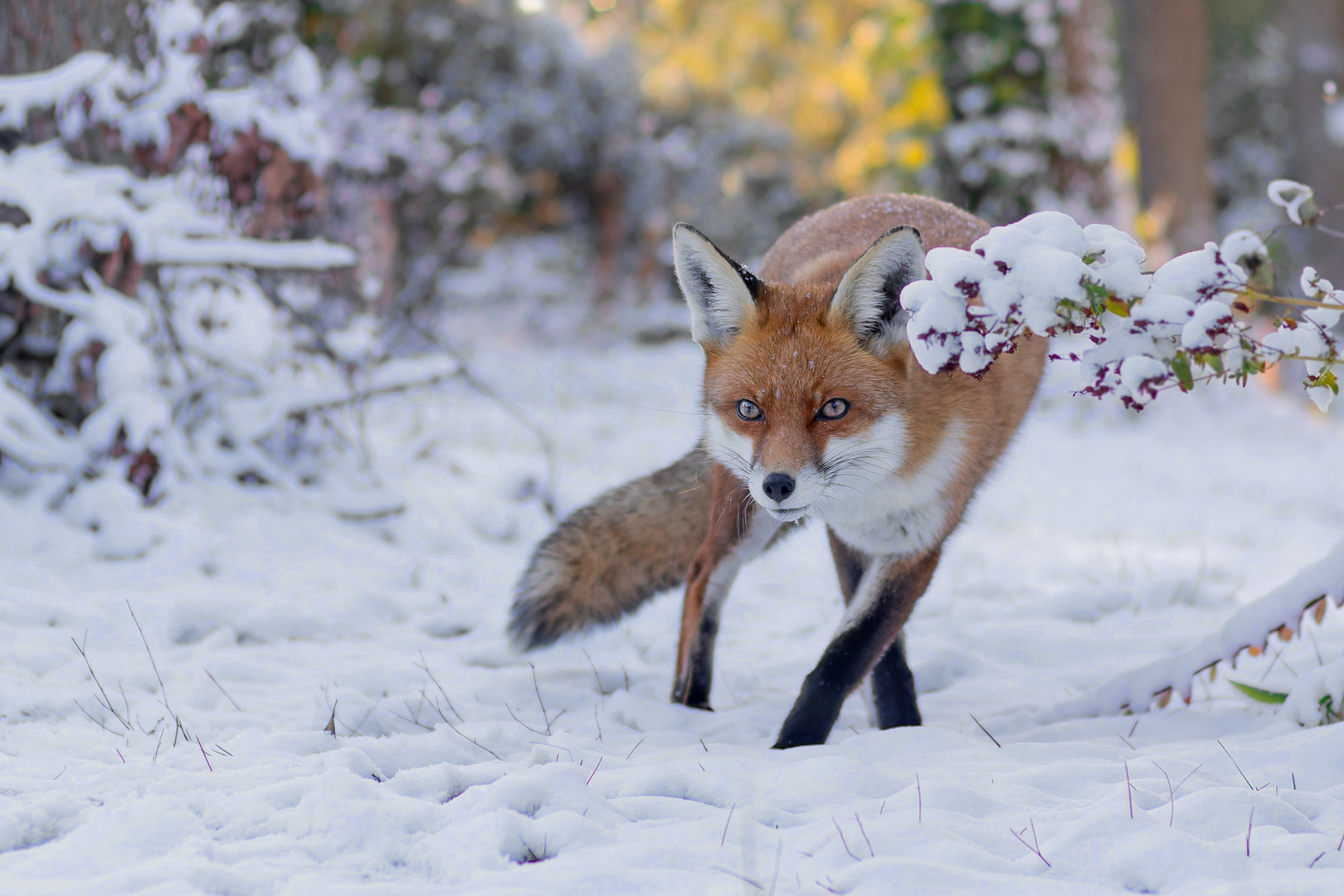 Schnee - Fuchs Foto & Bild | kalt, winter, schnee Bilder auf fotocommunity