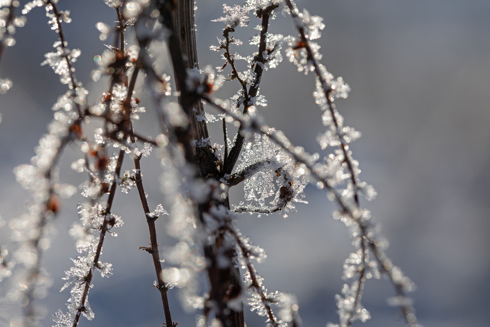 Schnee glitzern Foto & Bild | jahreszeiten, winter, schnee Bilder auf fotocommunity