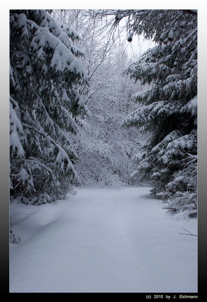 Schnee im Wald Foto & Bild | jahreszeiten, winter, landschaften Bilder auf fotocommunity
