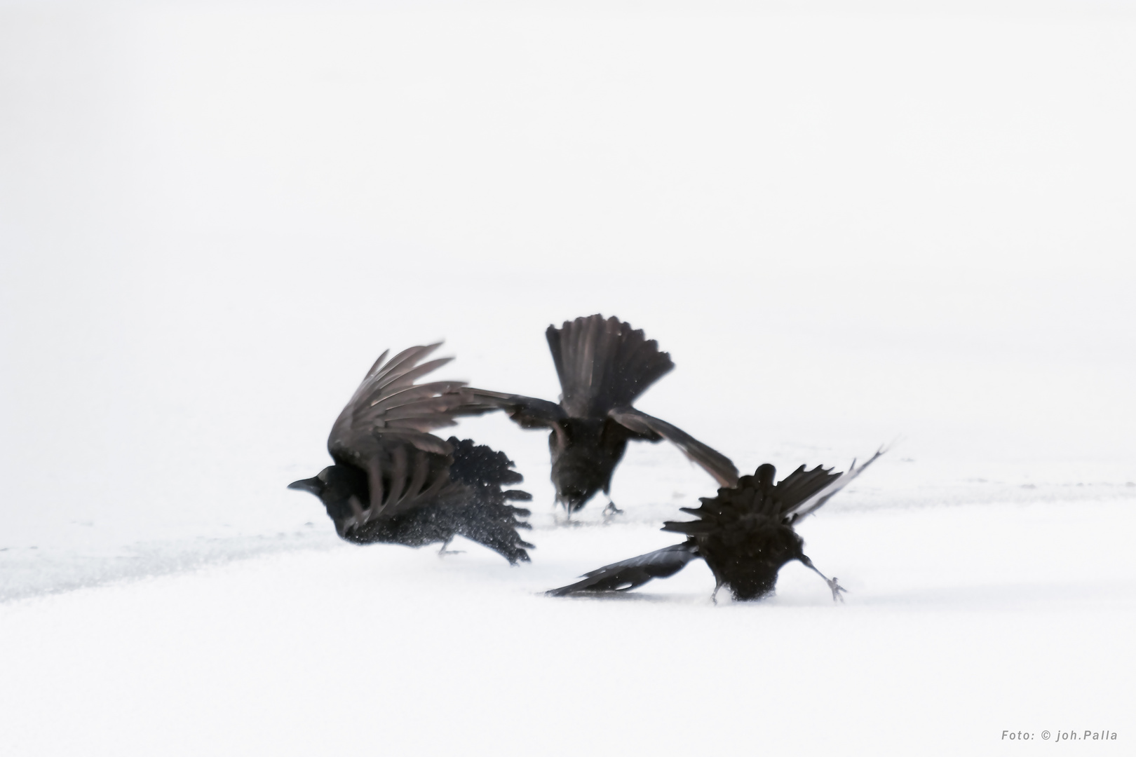 Schnee in München 03 Foto & Bild | jahreszeiten, winter, nymphenburg ...