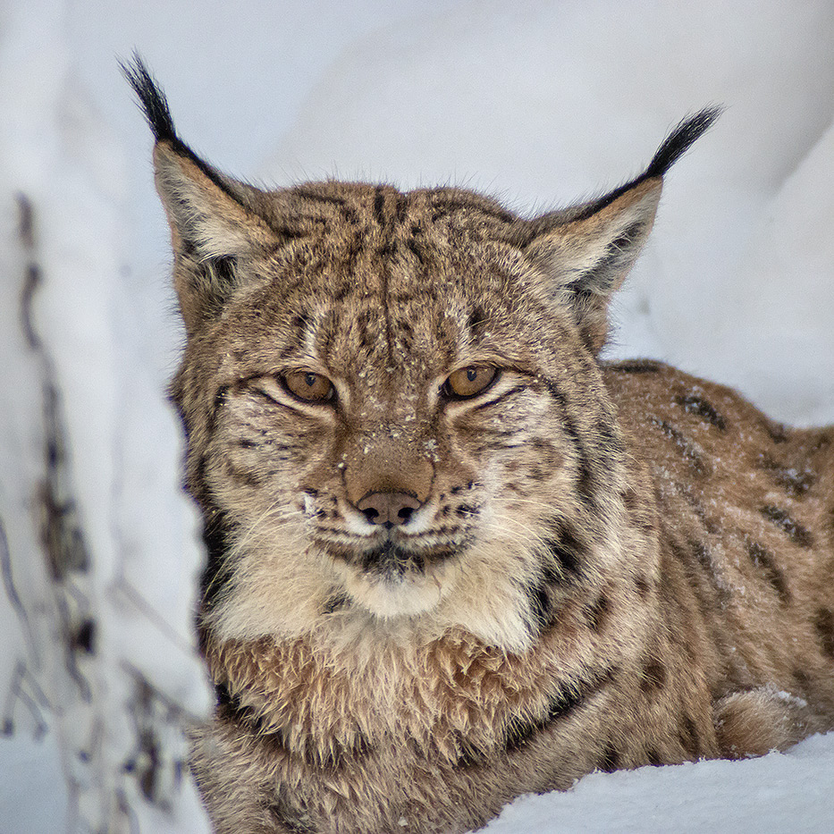 SCHNEE-LUX Foto & Bild | tiere, zoo, wildpark & falknerei, säugetiere ...