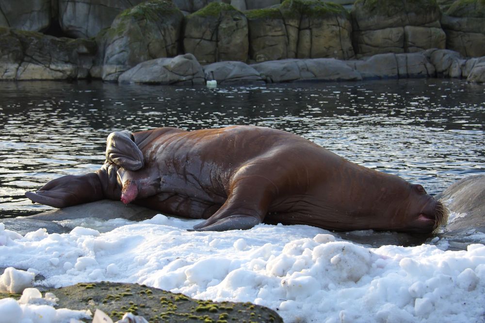 Schnee und Eis.... Foto & Bild | natur, zoo, tiere Bilder auf fotocommunity