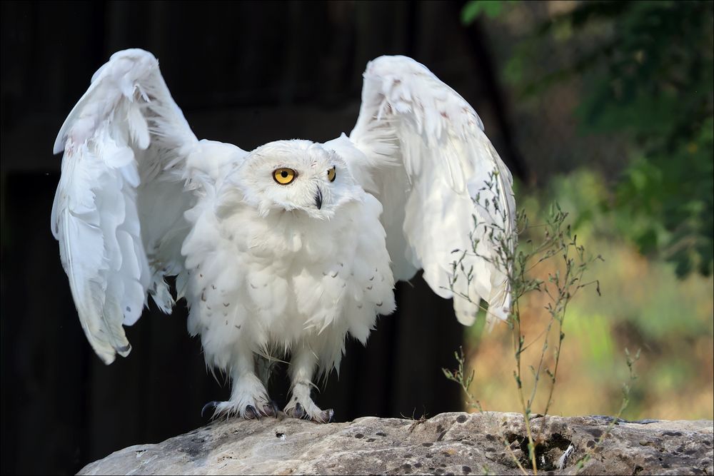 Schneeeule Foto & Bild | natur, vogel, eule Bilder auf fotocommunity