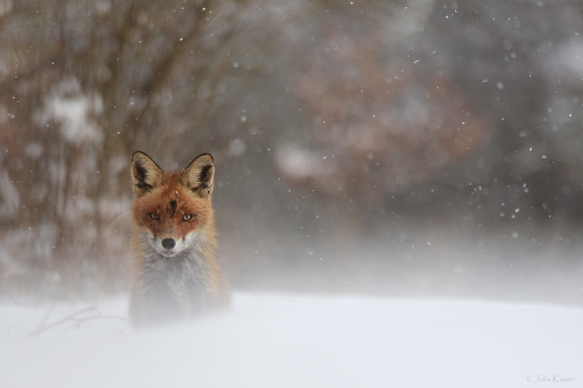 ~Schneefuchs~ Foto & Bild | tiere, wildlife, säugetiere Bilder auf ...